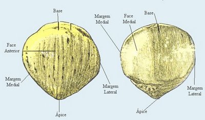 osteologia: La Rotula